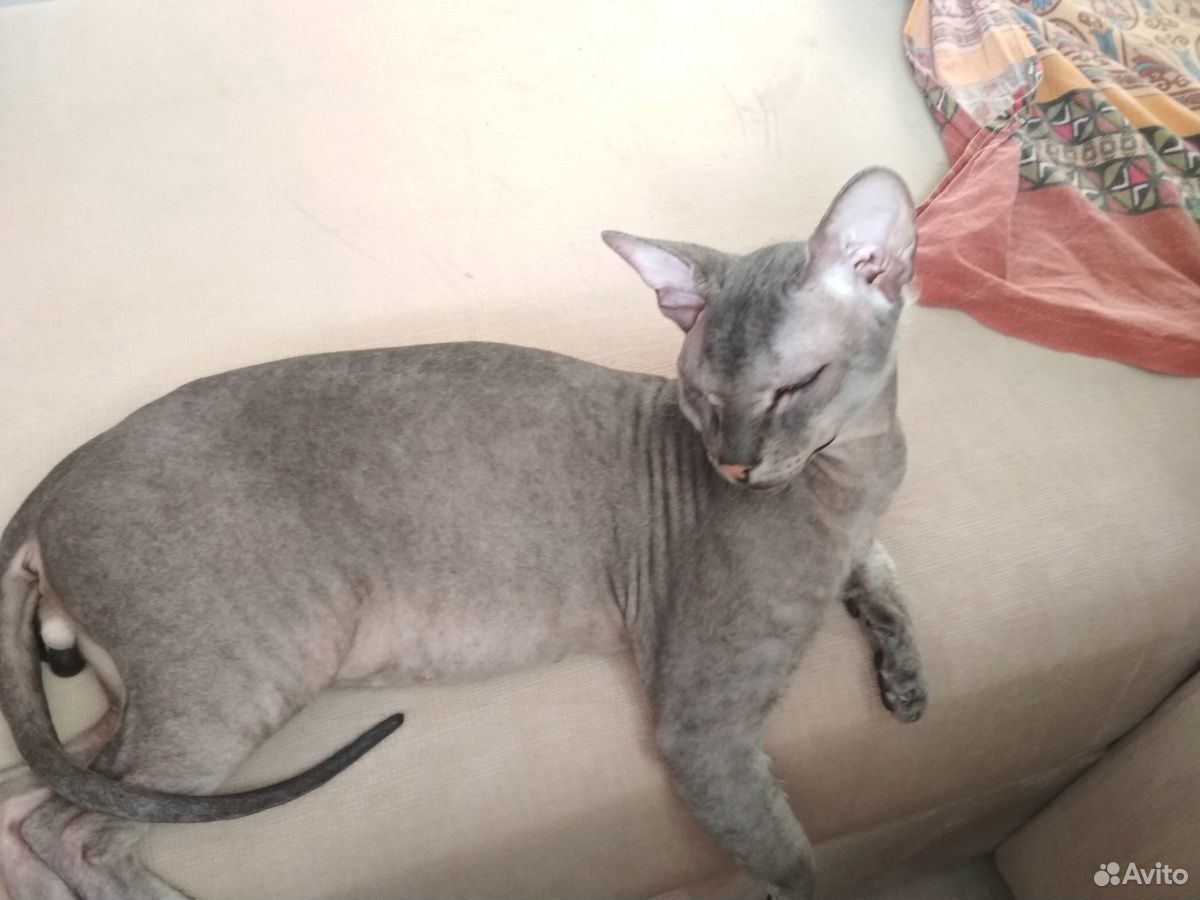 Кот на вязку