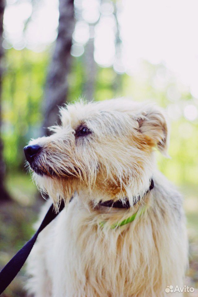 Смешная собака Иви ищет дом