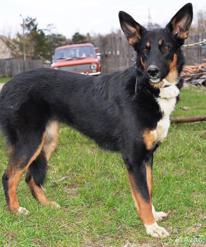 Молодая собака Жужа Стерильна