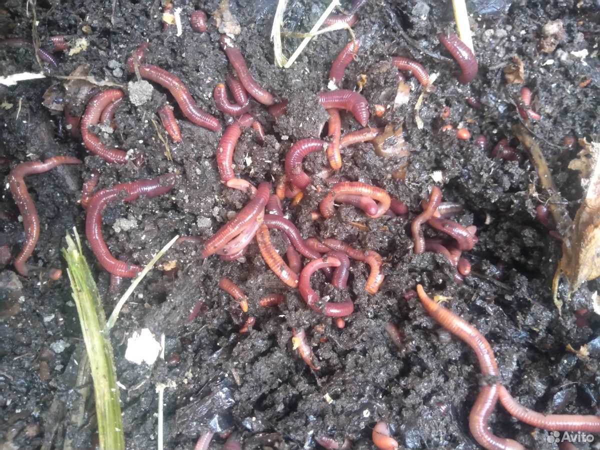 Черви (красный калифорнийский)