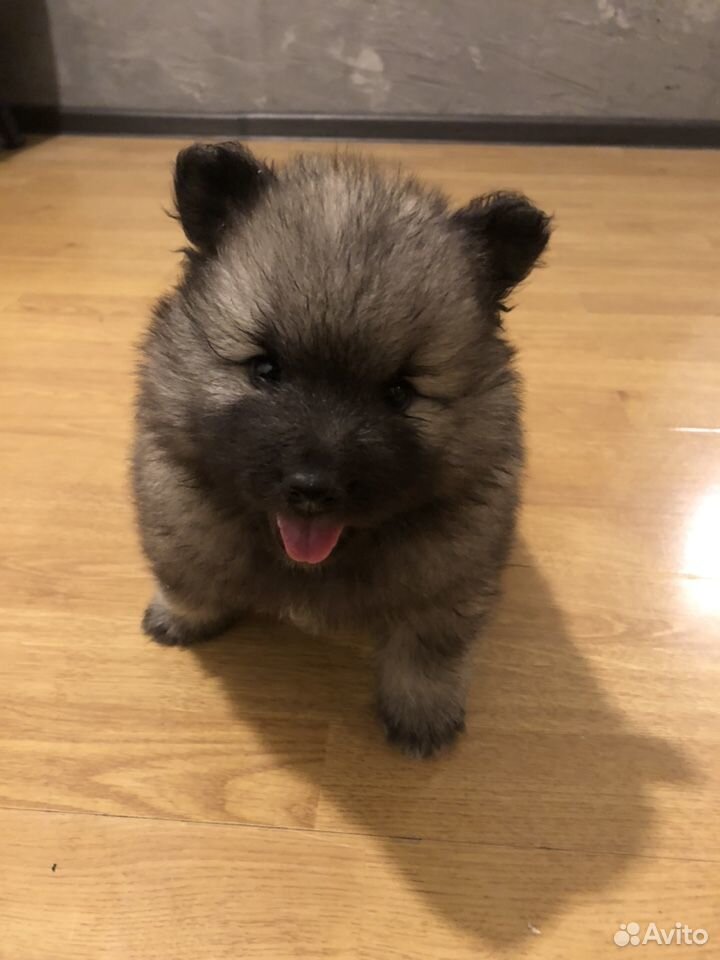 Щеночки Вольфшпиц(Кеесхонд)