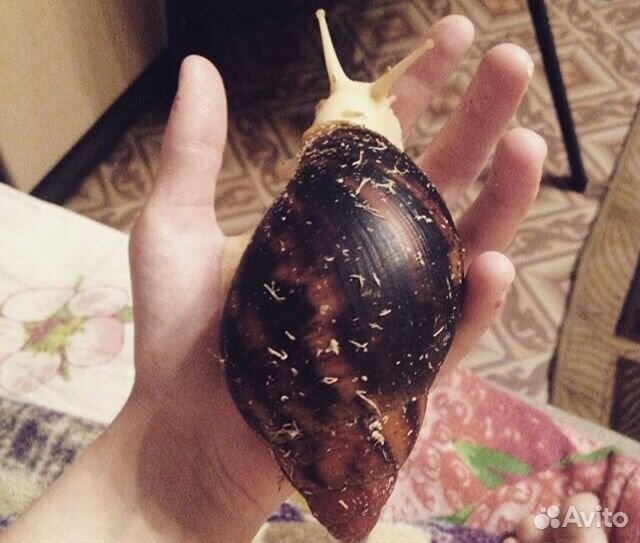 2 Улитки архахатина+ контейнер