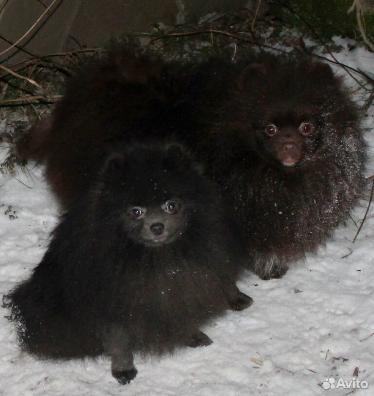 Шпицы разноцветные мишки-мальчишки -мини,микро,ст