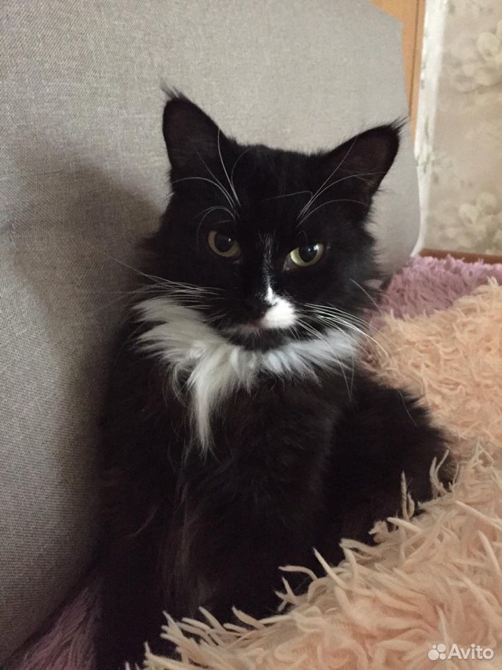 Чёрная кошка