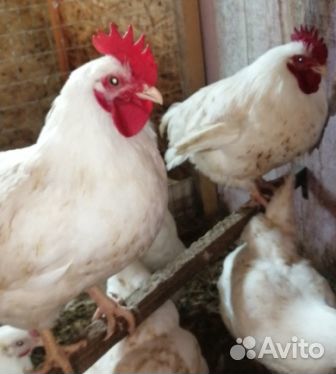 Петухи мини-мясные и доминанты
