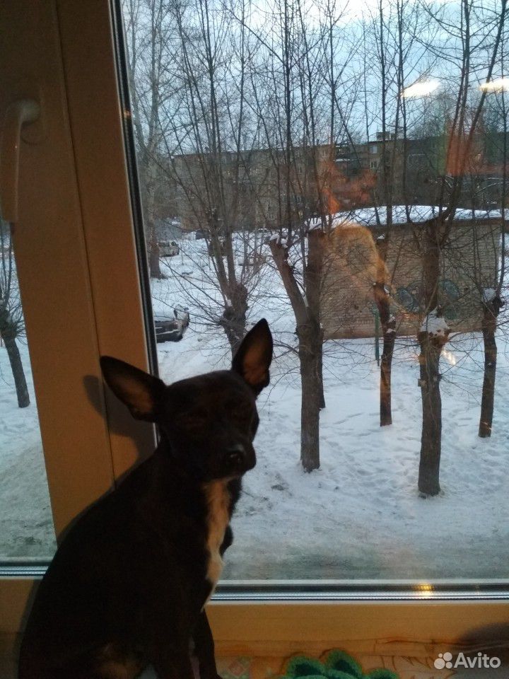 Красавчик на вязку