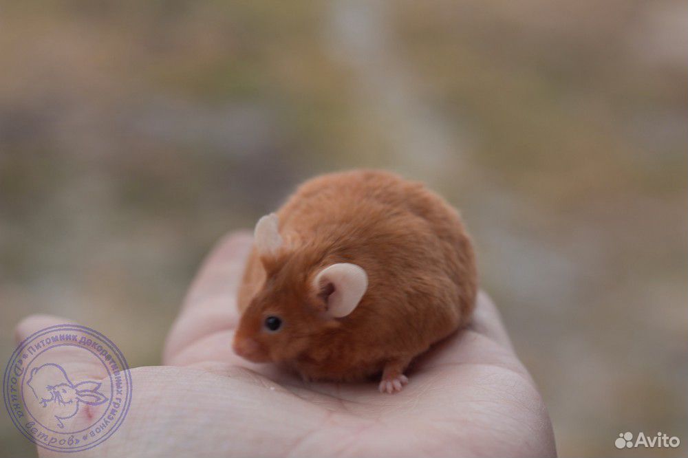 Яркие декоративные мышки