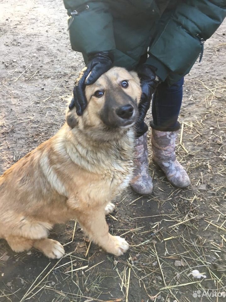 Щенок Машенька