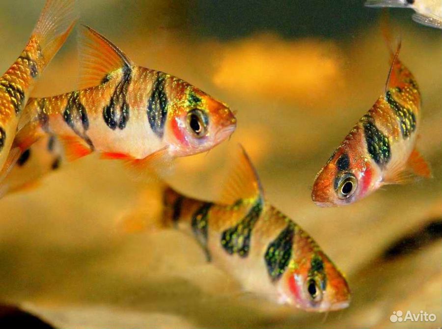 Барбус ромбоцилятус. Пятиполосый