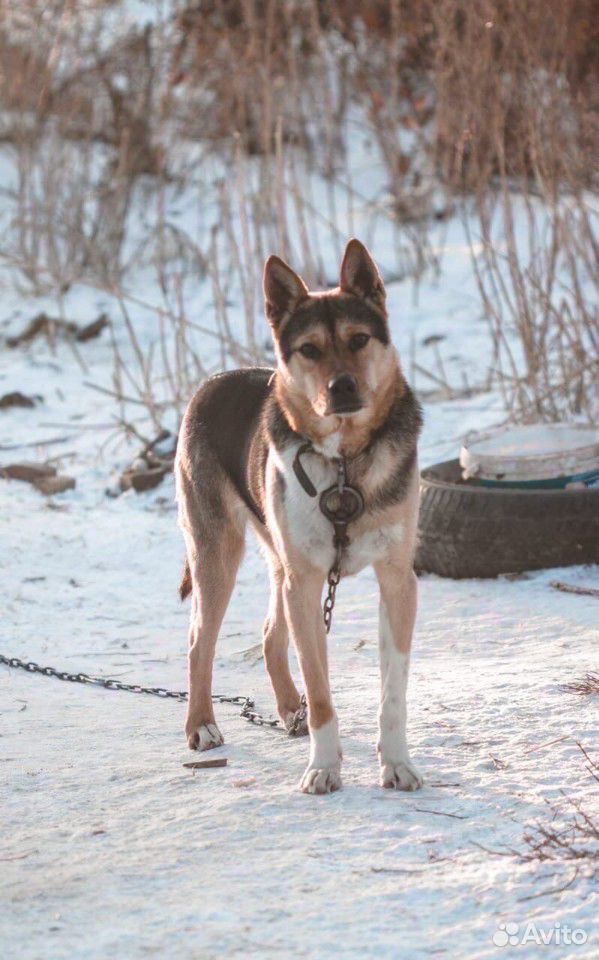 Каспер ищет дом