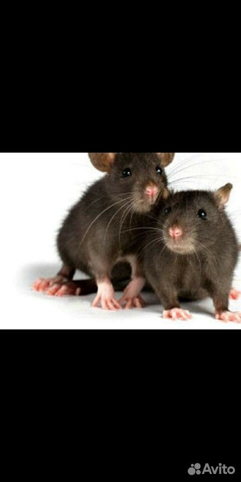 Крысы декоративные