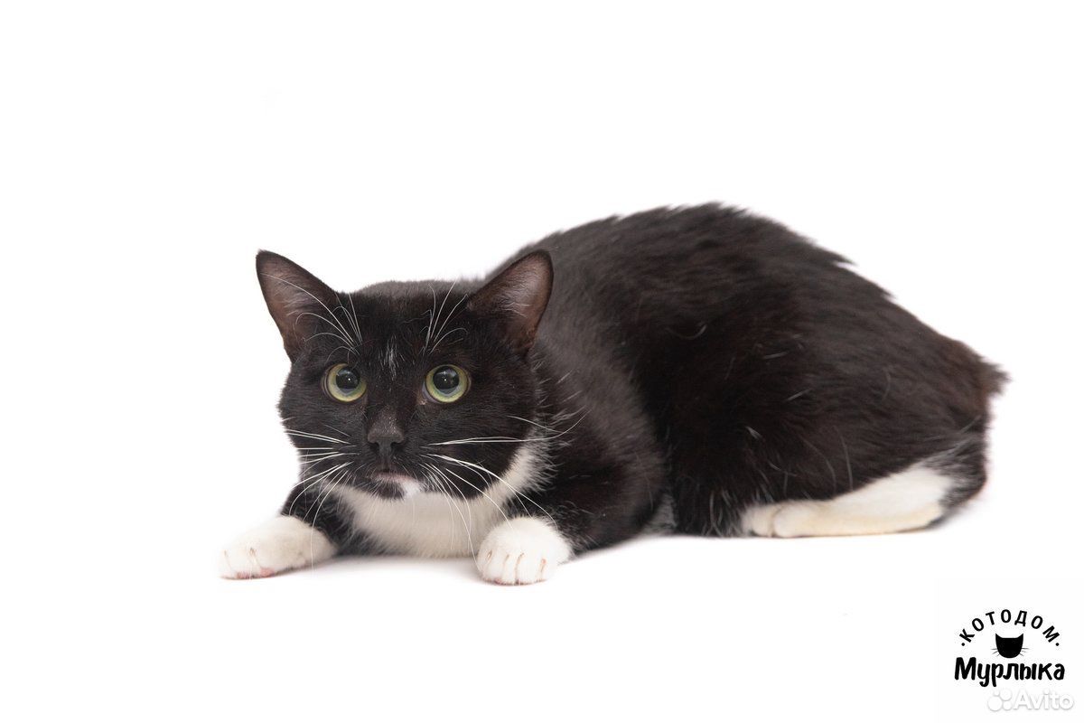 Особенный котик Марсель