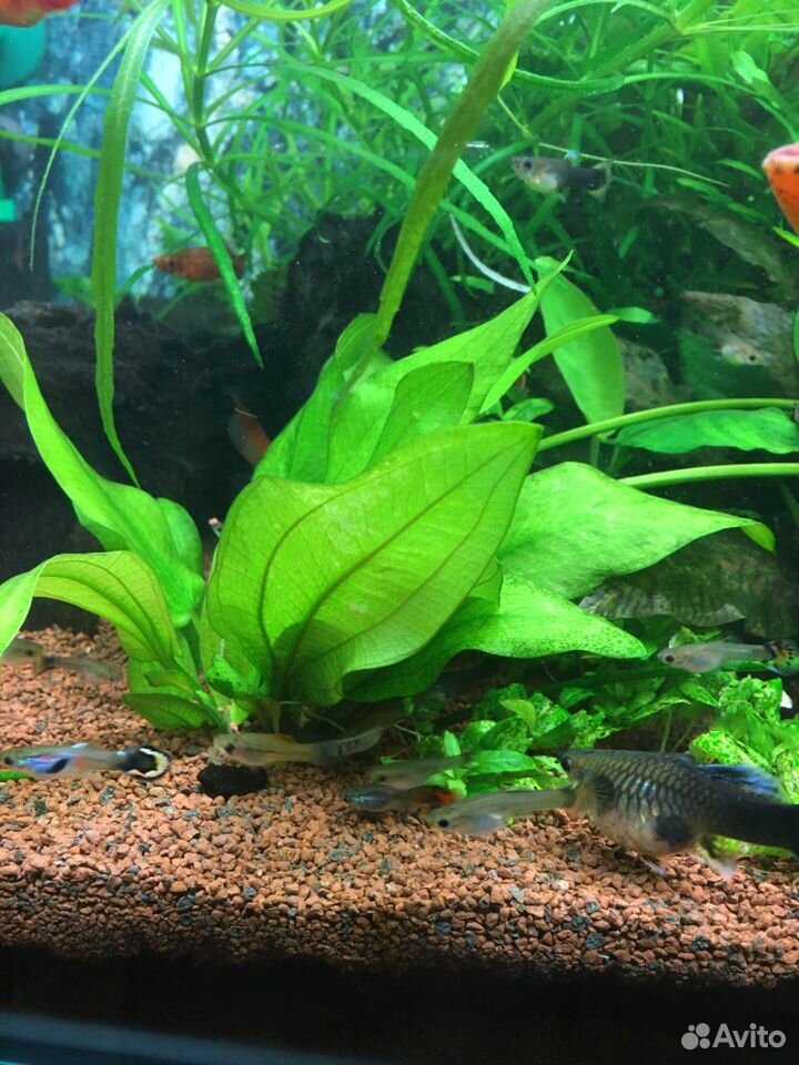 Рыбки Гуппи и Меченосцы