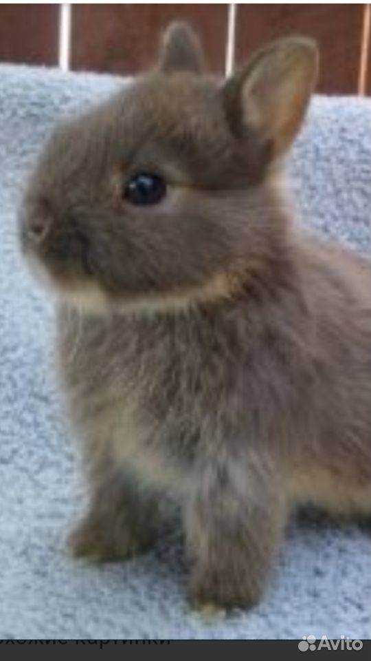 Крольчата к празднику