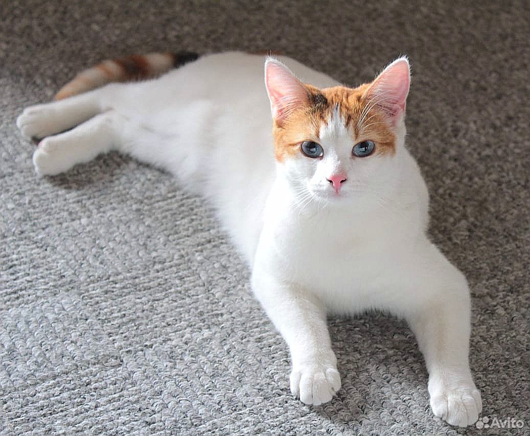 Малышка Люси