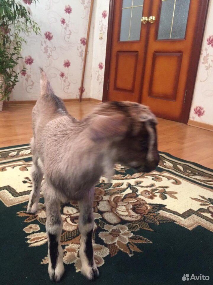 Продаются козлики, чешско- нубийской породы