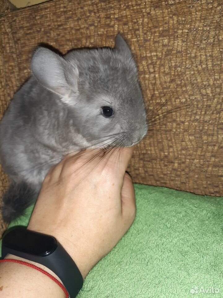 Продам шиншиллу мальчика фиолет носитель сапфира