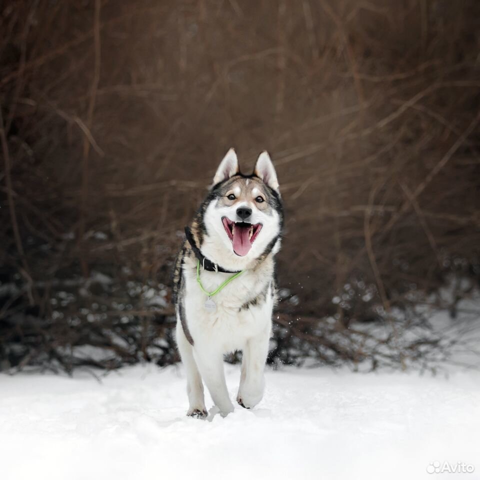 В добрые руки за любовь