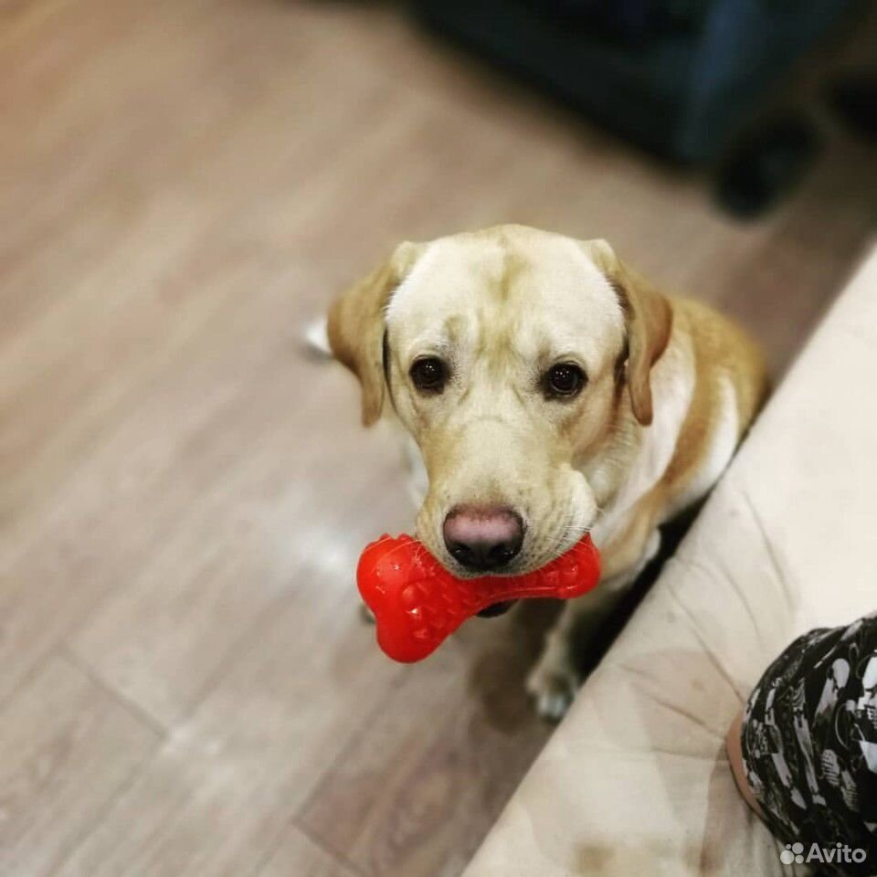 Кобель для вязки