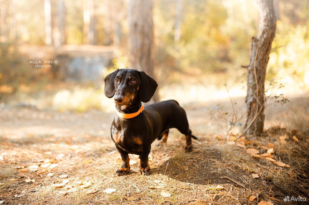 Вязка. Кобель