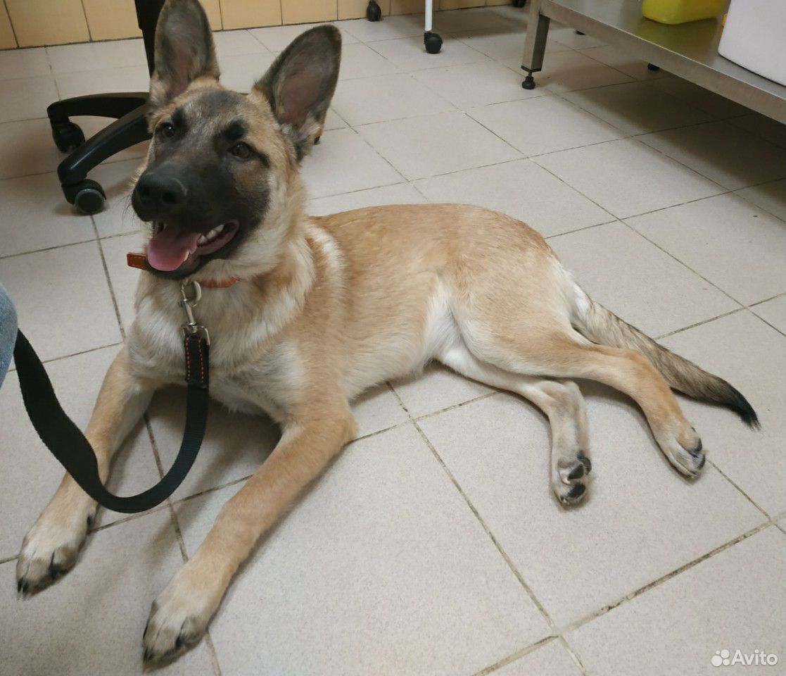 Бельгийская овчарка