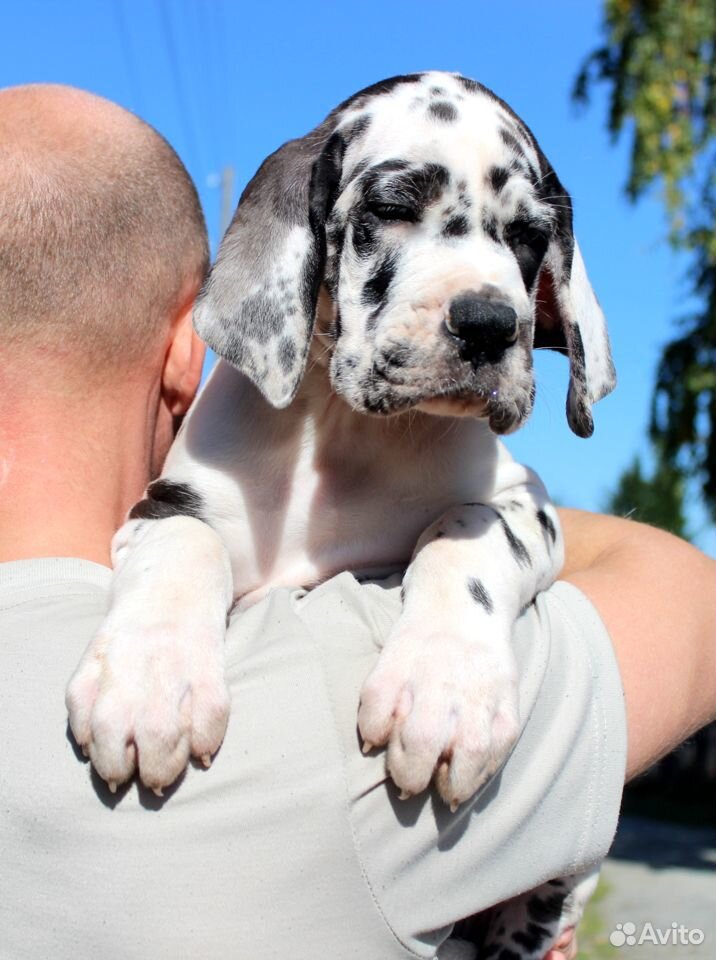 Шикарные доги, мрамор и черные
