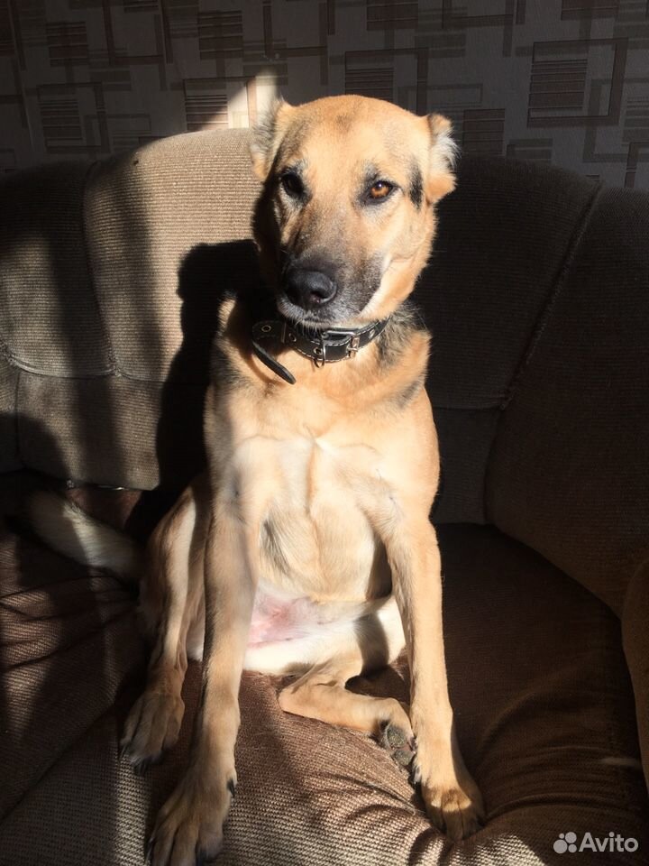 Сарра ищет хозаина