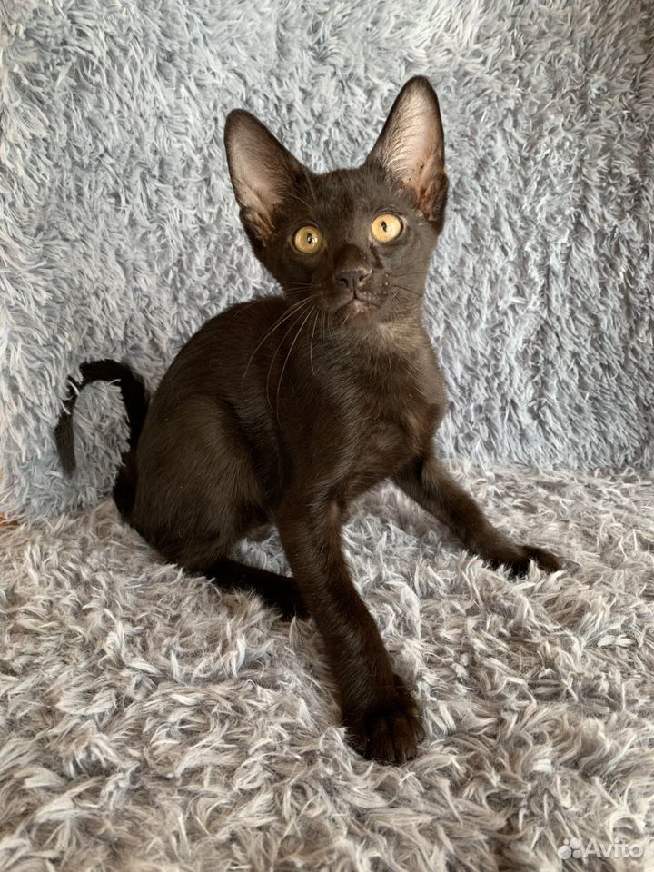 Котята ликой ф1