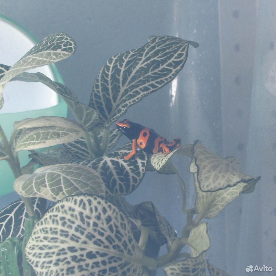 Древесные лягушки