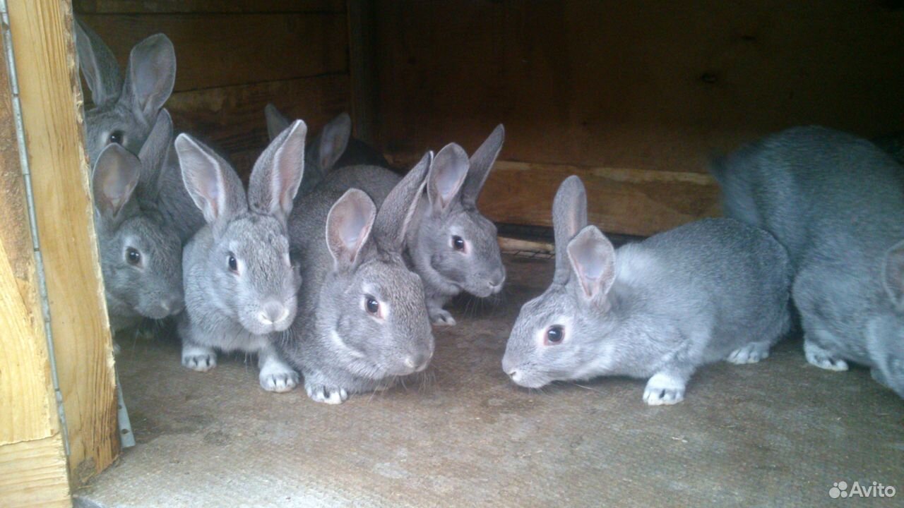 Племенные кролики Советская Шиншилла