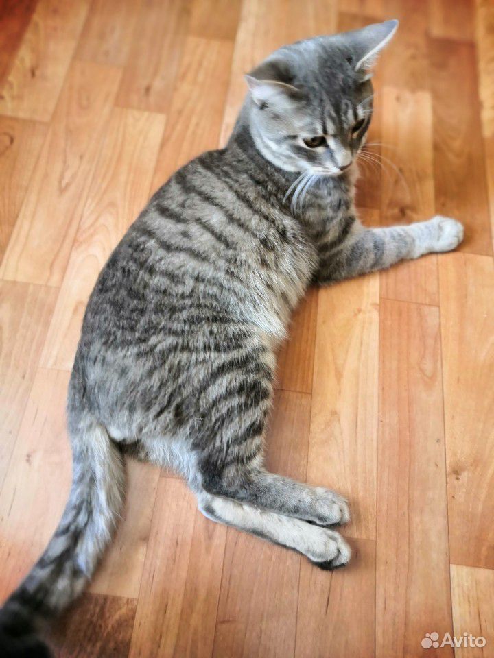 В добрые руки