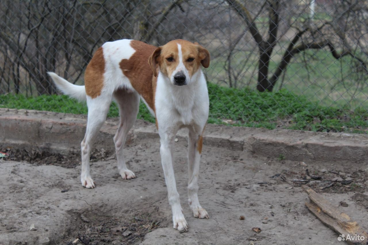 Ищет дом красавец Грей