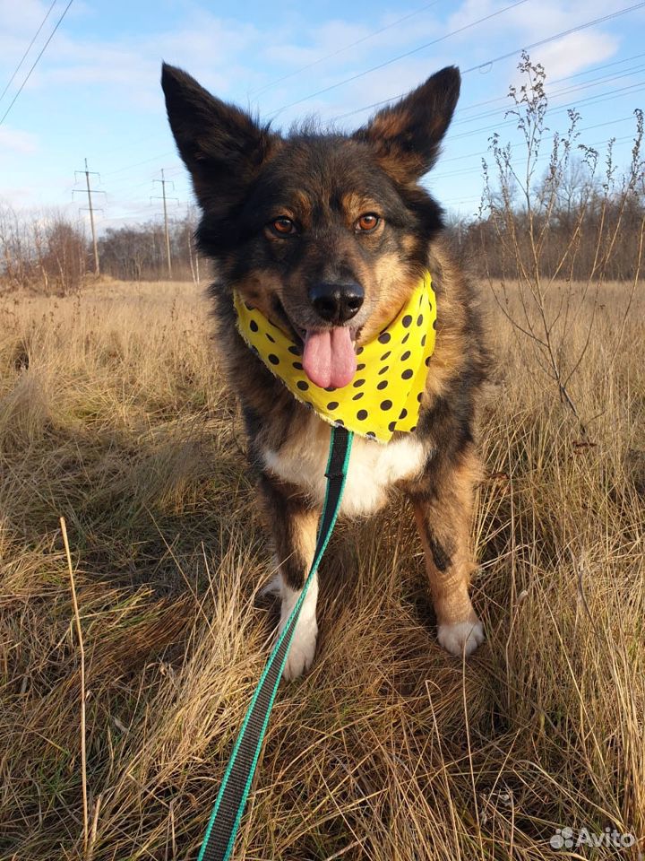 Пёс Орион ищет хозяина