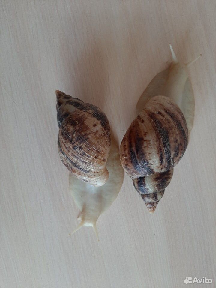 Улитки ахатина ретикулята альбыно