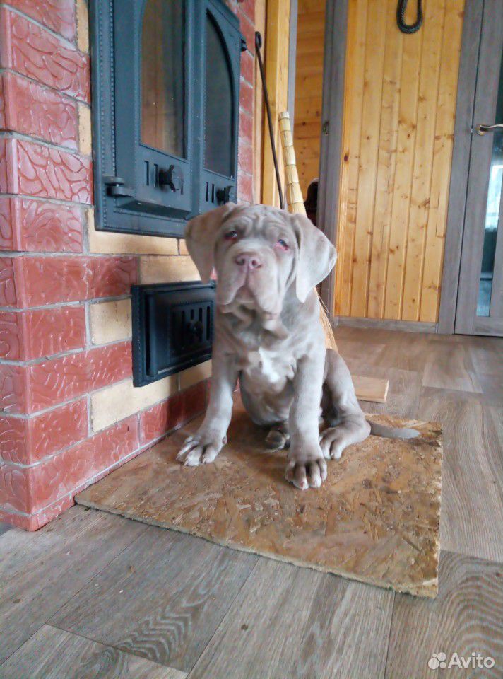 Мастиф неаполитано. мастино