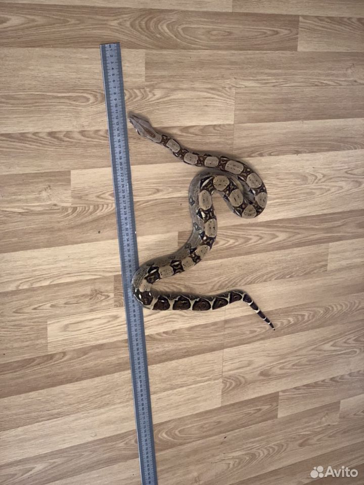 Императорский удав Boa constrictor imperator самец