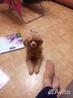 Той пудель ищет мальчика колпино