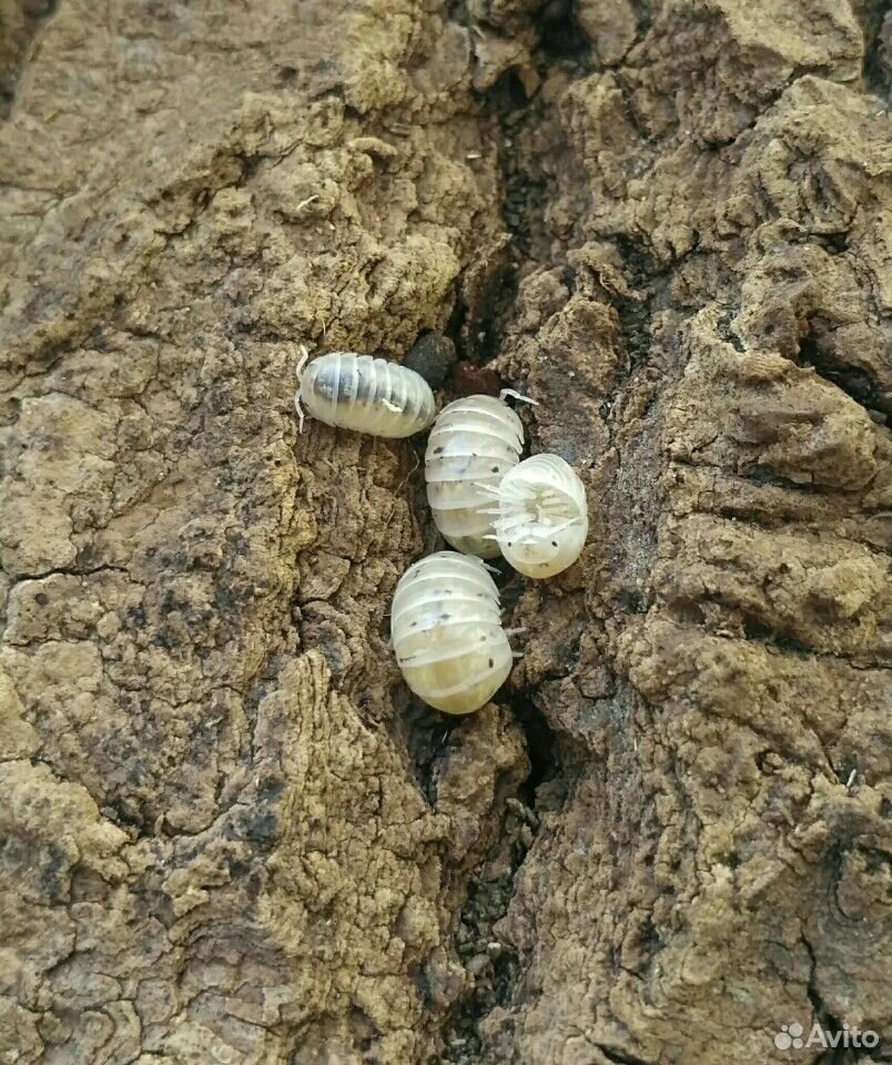 Мокрицы armadillidium vulgare "Magic potion"