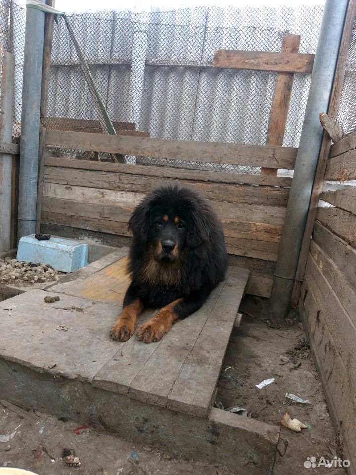 Тибецкей мастиф