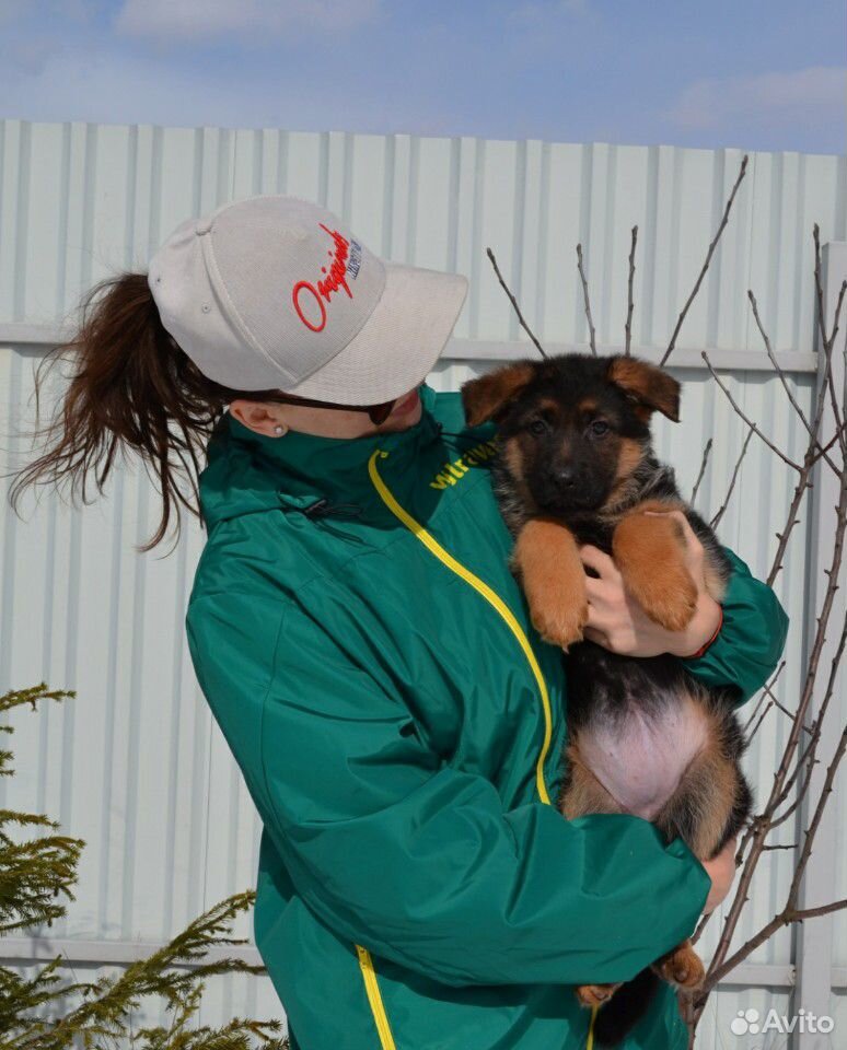 Щенок немецкой овчарки, сука, 2 мес, РКФ