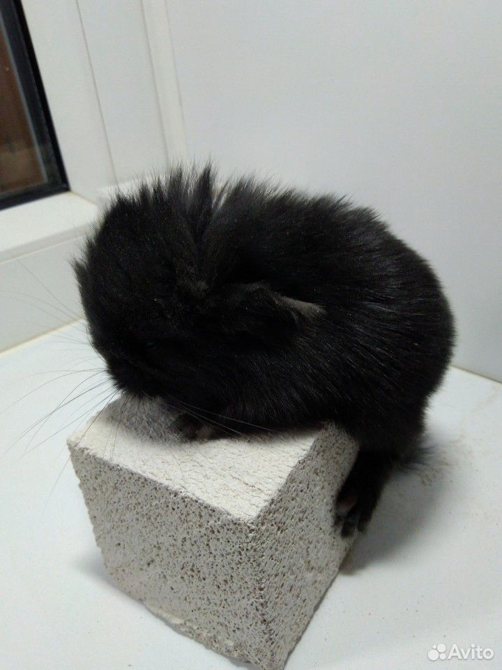 Малыши шиншиллы резерв