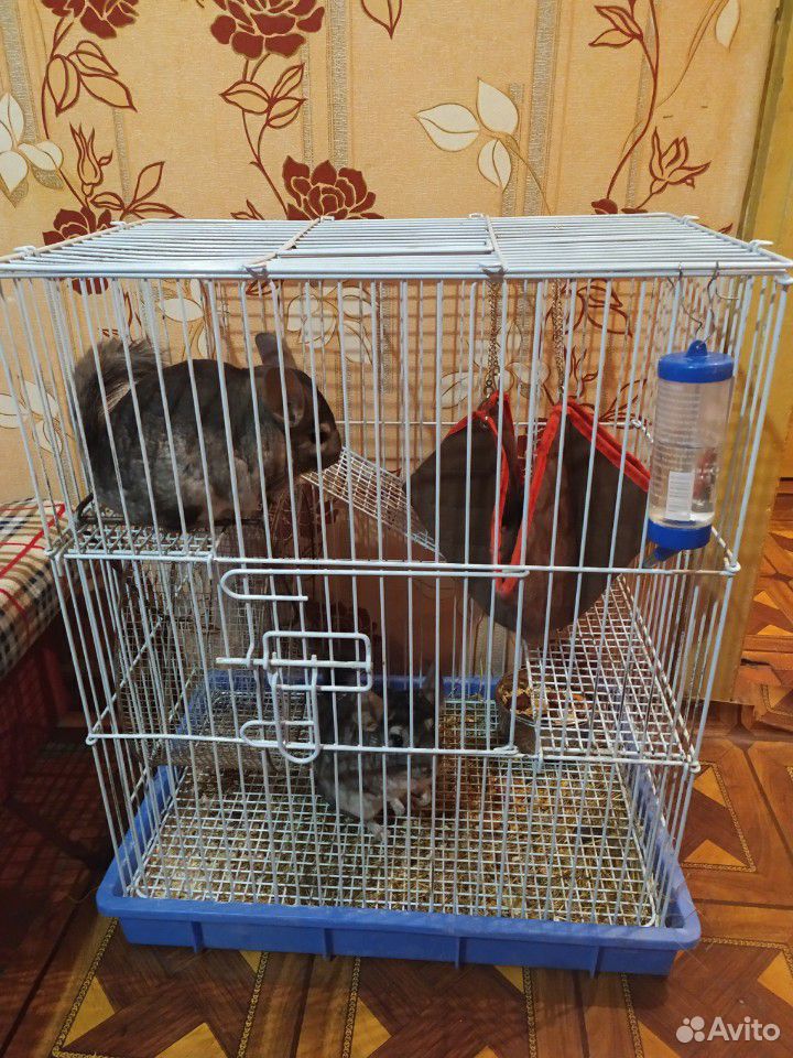 Продам двух шиншилл мальчиков