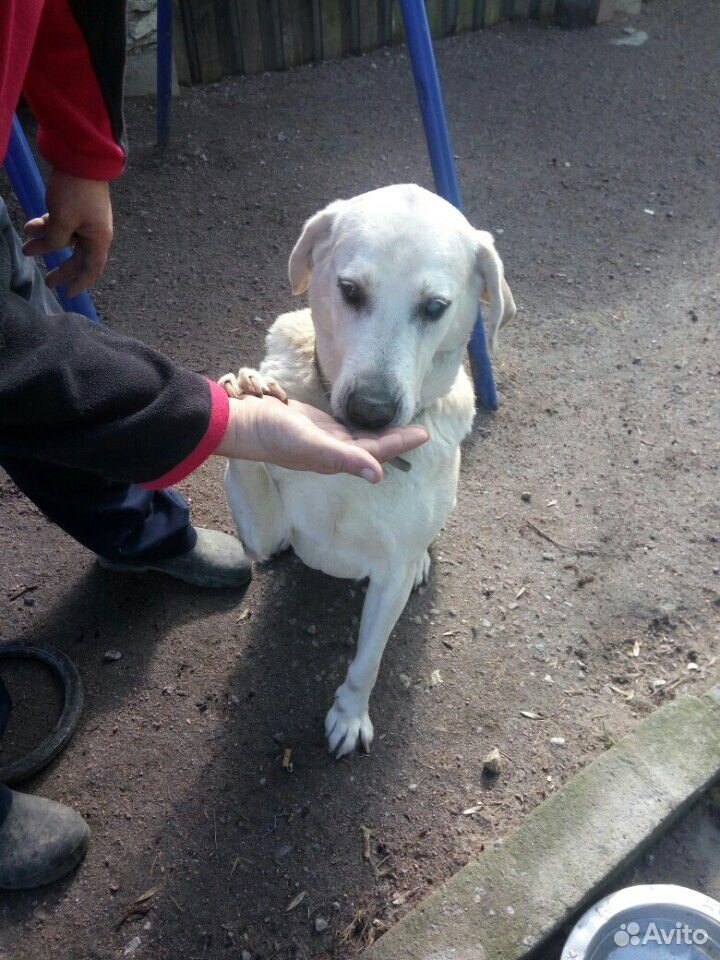 Метис лабра с охотничьей