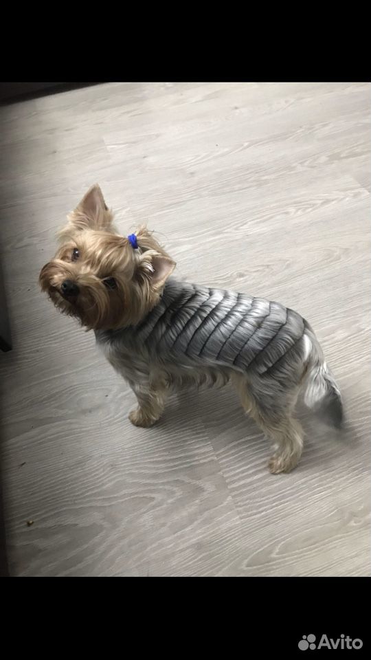 Йоркширский терьер