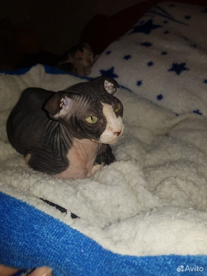 Украинские левкои