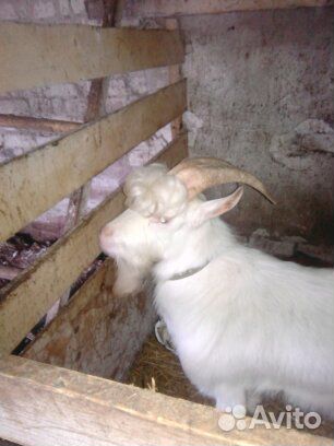 Племенной чистокровный зааненский козёл