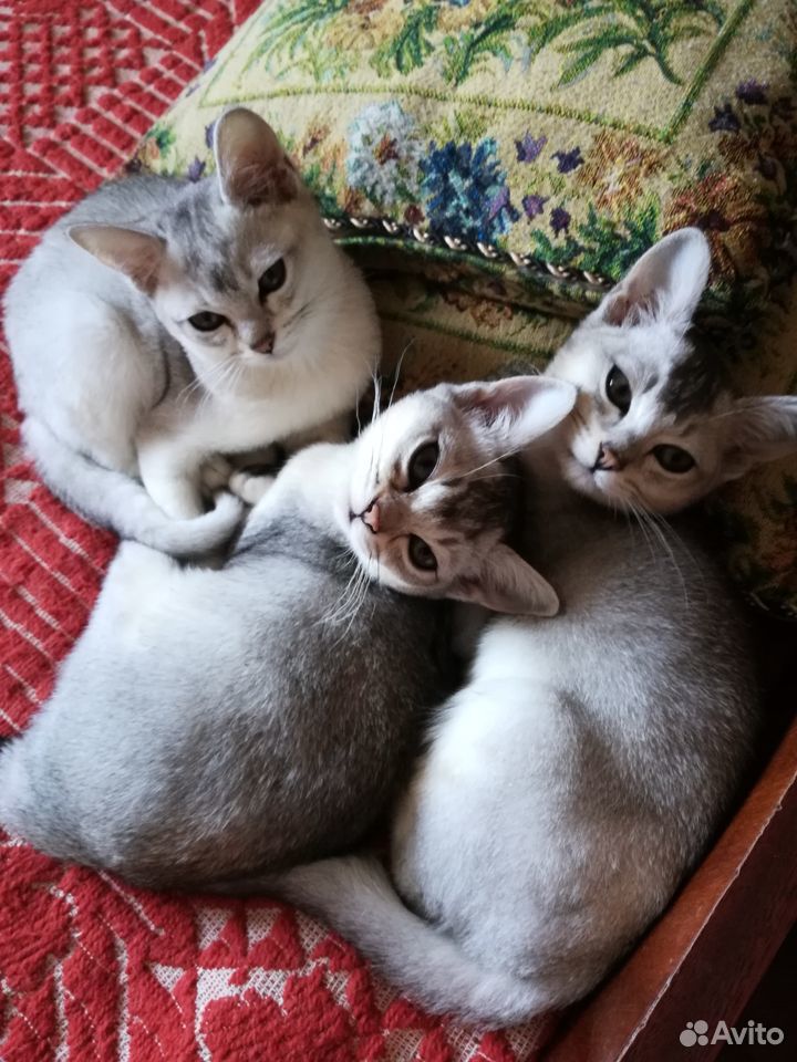 Котята Бурмиллы