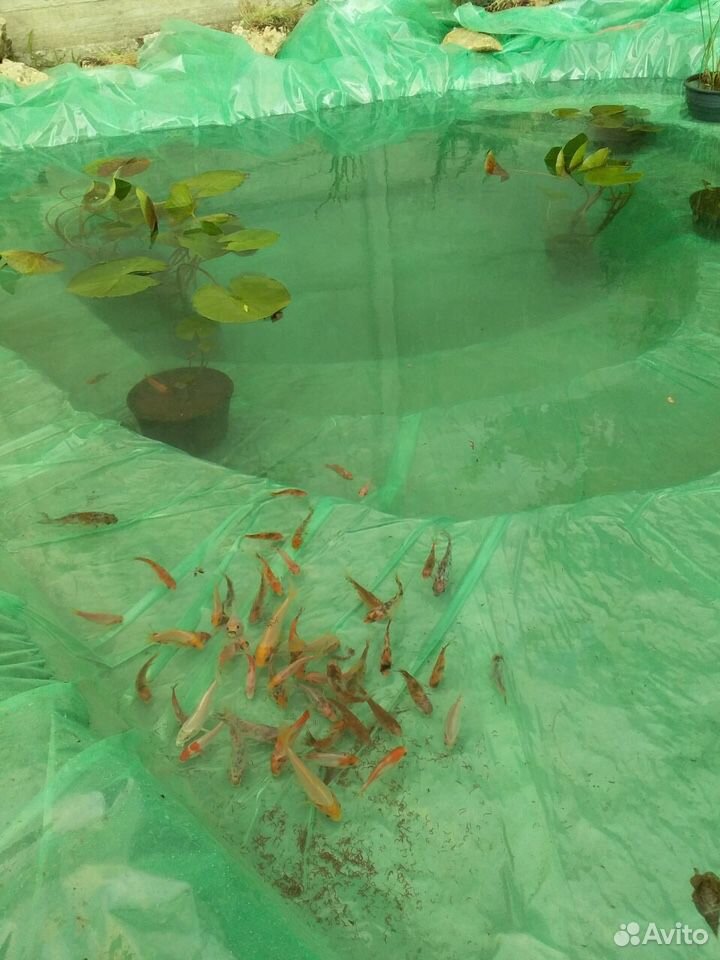 Кои и кометы