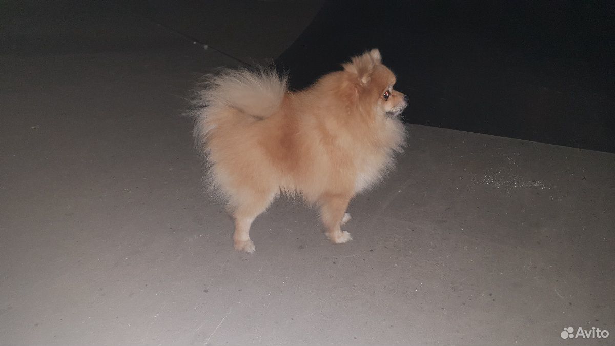 Вязка. Померанский шпиц