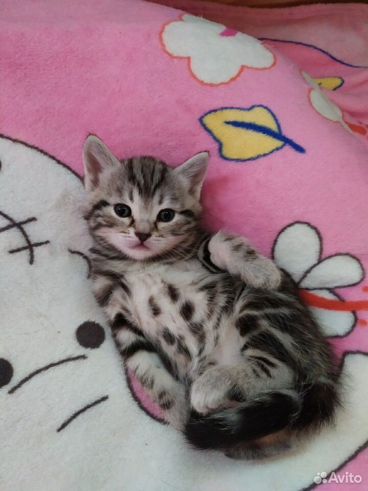 Котята